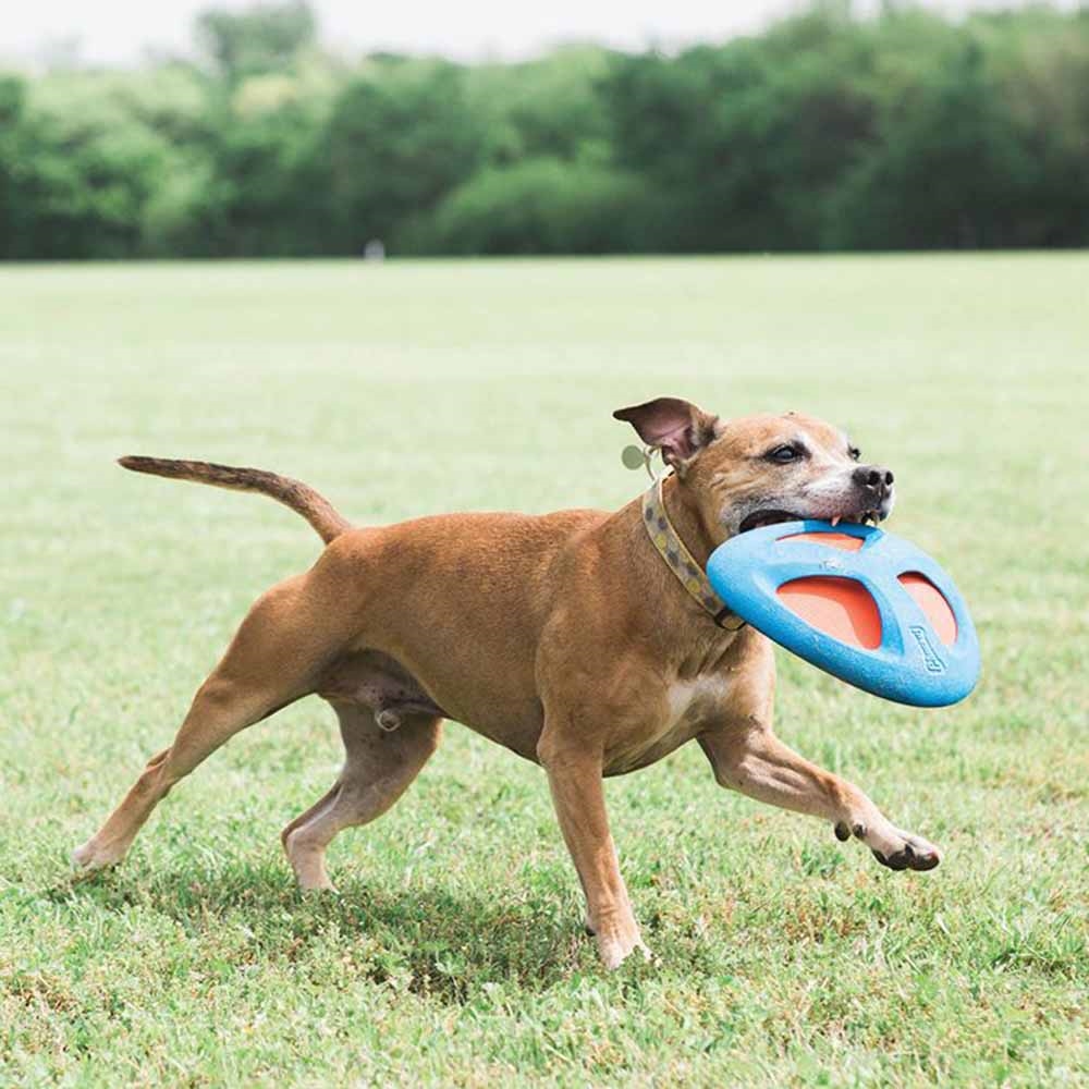 Chuckit Fetch Flight Frisbee Til Hunden
