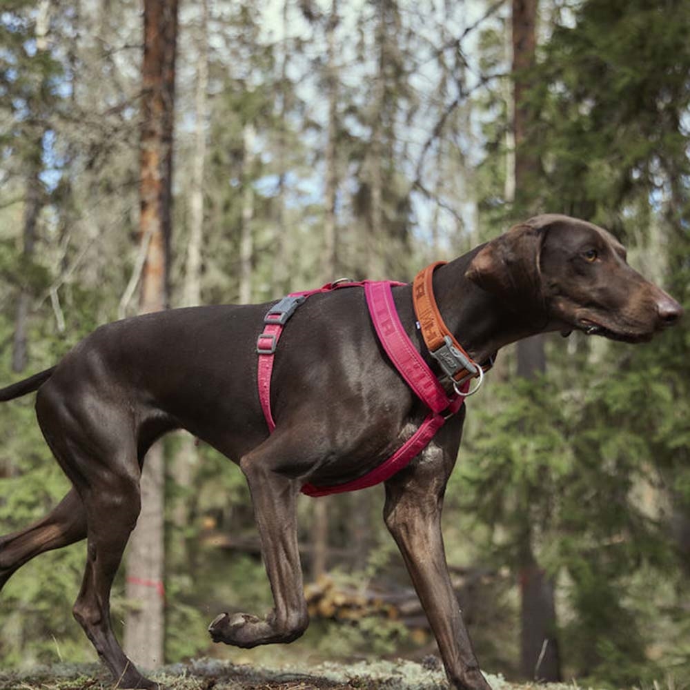 Hurtta Y-Sele Design Casual ECO Med Neopren Polstring Peacock