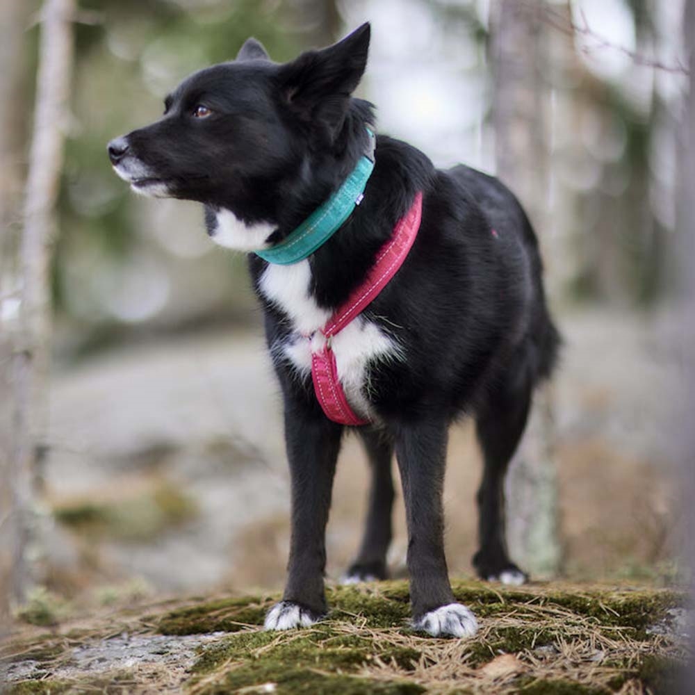 Hurtta Y-Sele Design Casual ECO Med Neopren Polstring Raven