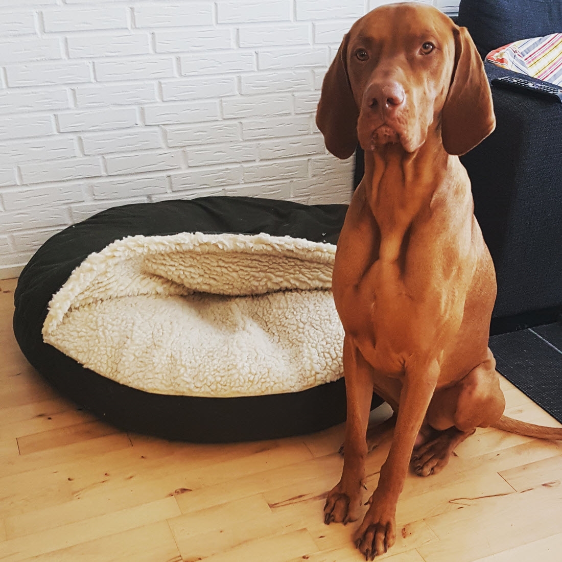 SnooZer Cozy Cave Hundehule STANDARD Design Olive