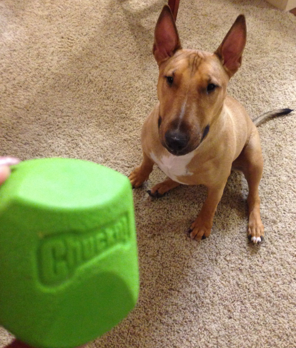 Chuckit Erratic Ball Hundebolde Med Indbygget Sjov