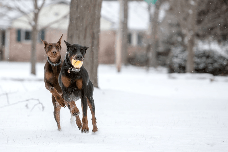 Kong Sports Ball Den rigtige Tennisbold til din hund