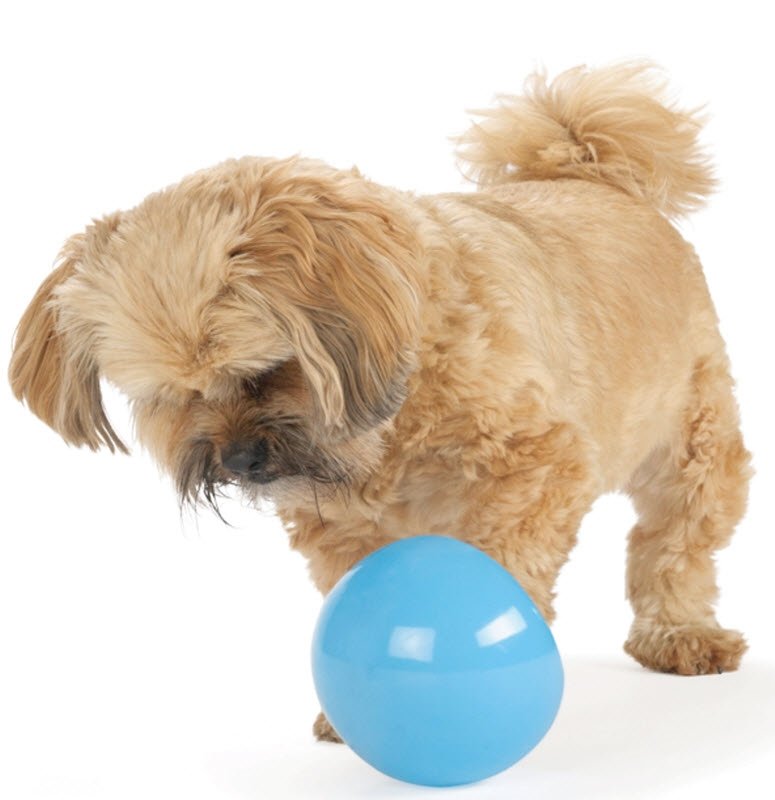 Planet Dog Orbee Tuff Snoop Aktivitets Legetøj Til Hund Skyblue Large