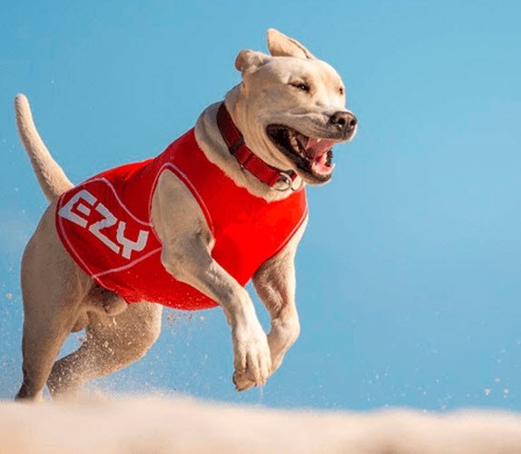 Ezydog Rashies UV 50 Plus Trøje med Solbeskyttelse