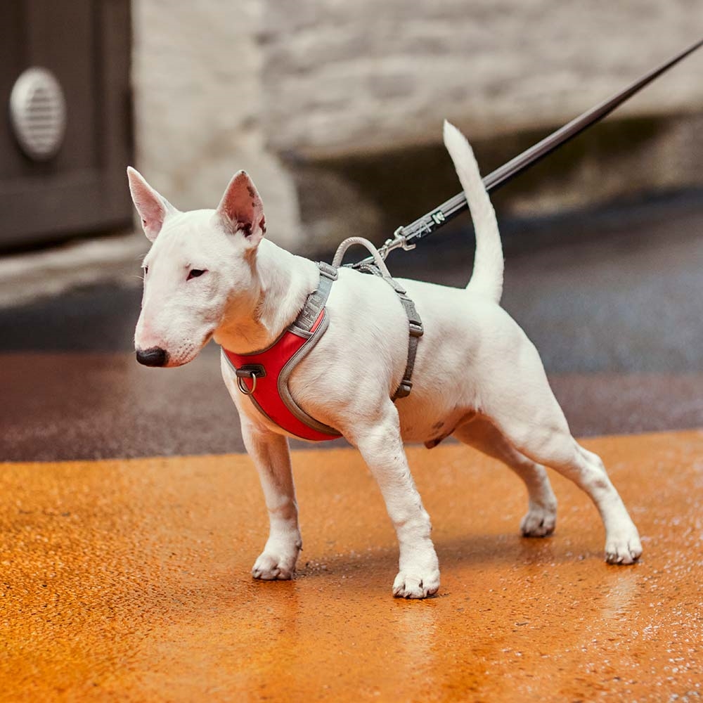 Hurtta Venture No Pull Hundesele i Farven Buckthorn