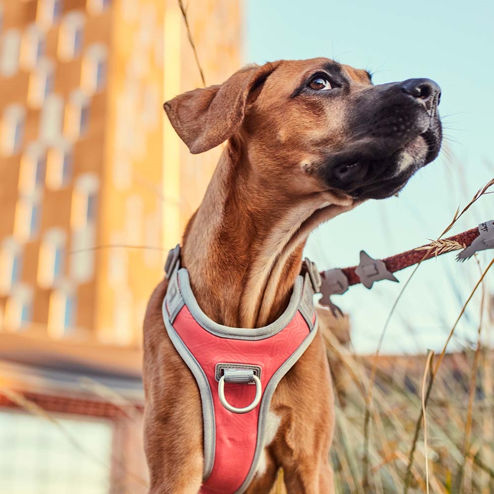Hurtta Venture No Pull Hundesele i Farven Buckthorn