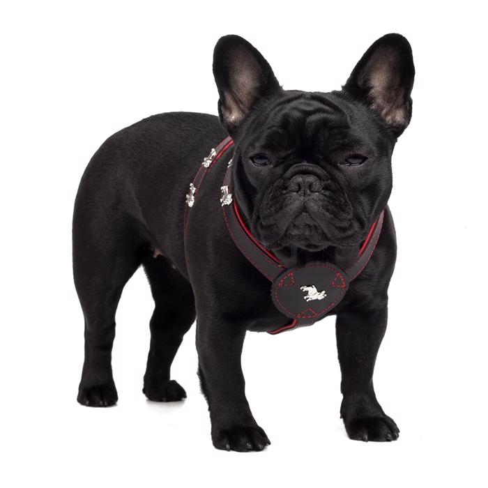 Læder Sele Til Fransk Bulldog Magic Frenchie Model Sort Rød